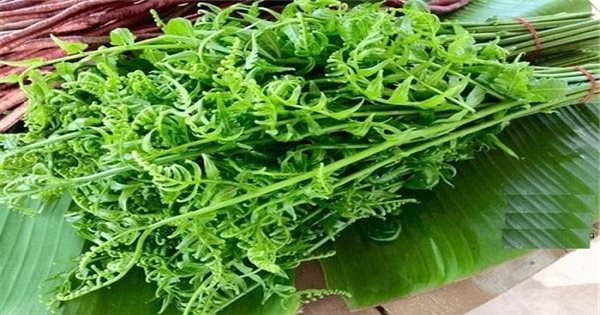 Công dụng chữa bệnh từ cây rau dớn | Báo Dân tộc và Phát triển