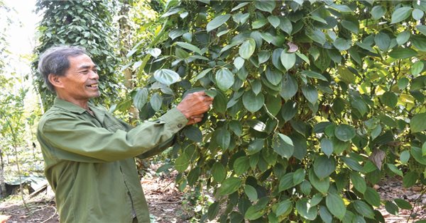 Về Vĩnh Linh gặp tỷ phú vườn đồi | Báo Dân tộc và Phát triển