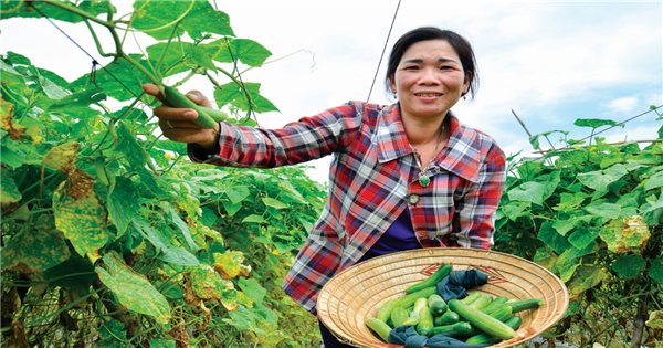 phát triển các mô hình kinh tế trên đất phèn mặn | Báo Dân tộc và Phát ...